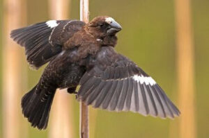 78 Weaver Birds (With Pictures) - Avibirds.com