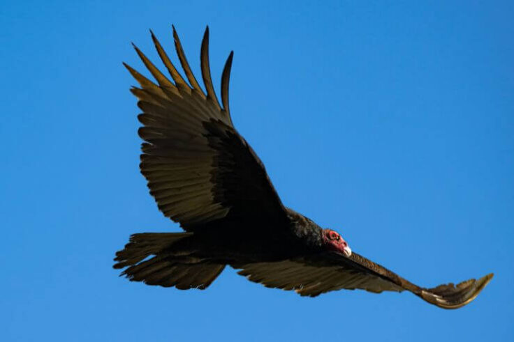 Vultures in Oregon (With Pictures) - Avibirds.com