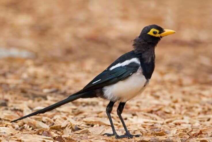 Magpies in California (With Pictures) - Avibirds.com