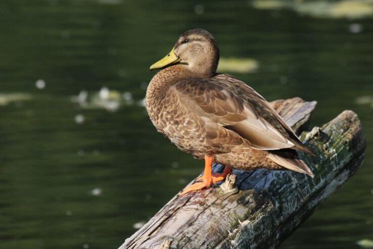 24 Ducks in Wisconsin (With Pictures) - Avibirds.com