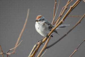 20 Sparrows in Kentucky (With Pictures) - Avibirds.com