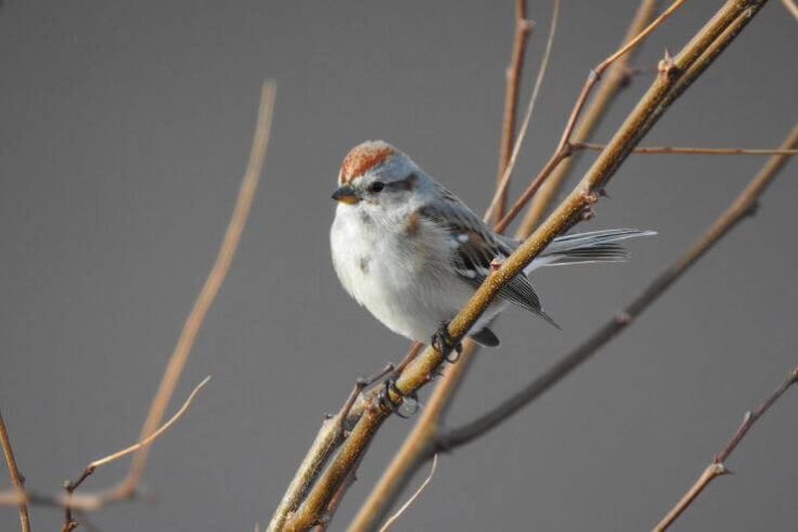 20 Sparrows in Kentucky (With Pictures) - Avibirds.com