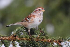 21 Sparrows in Wisconsin (With Pictures) - Avibirds.com