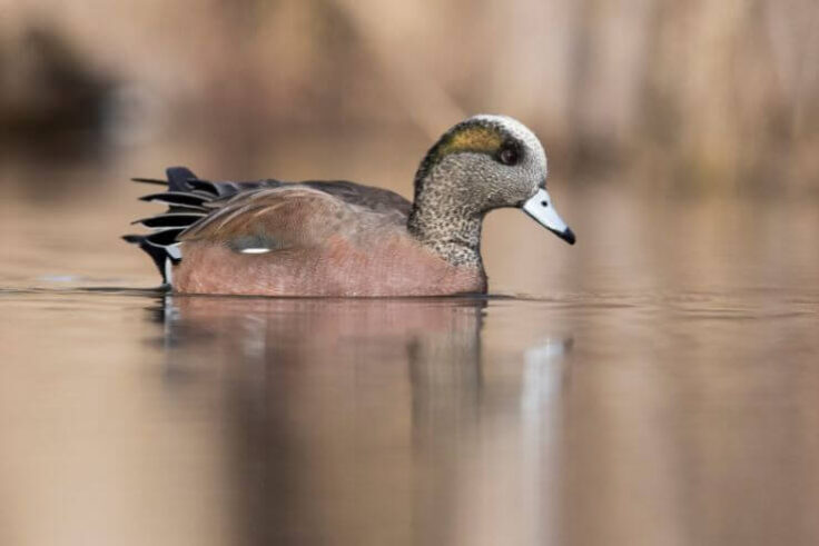 24 Ducks in Wisconsin (With Pictures) - Avibirds.com