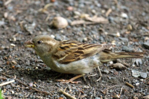 20 Sparrows in Kentucky (With Pictures) - Avibirds.com