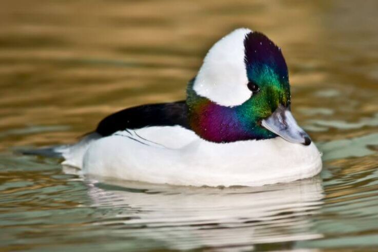 24 Ducks in Wisconsin (With Pictures) - Avibirds.com