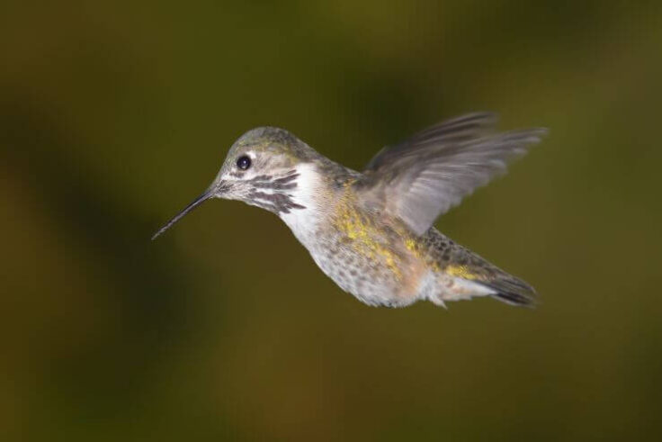 5 Hummingbirds in Montana (With Pictures) - Avibirds.com