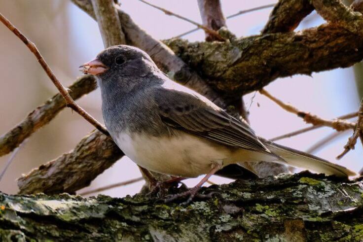 20 Sparrows in Kentucky (With Pictures) - Avibirds.com