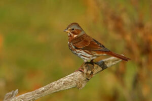 21 Sparrows in Wisconsin (With Pictures) - Avibirds.com