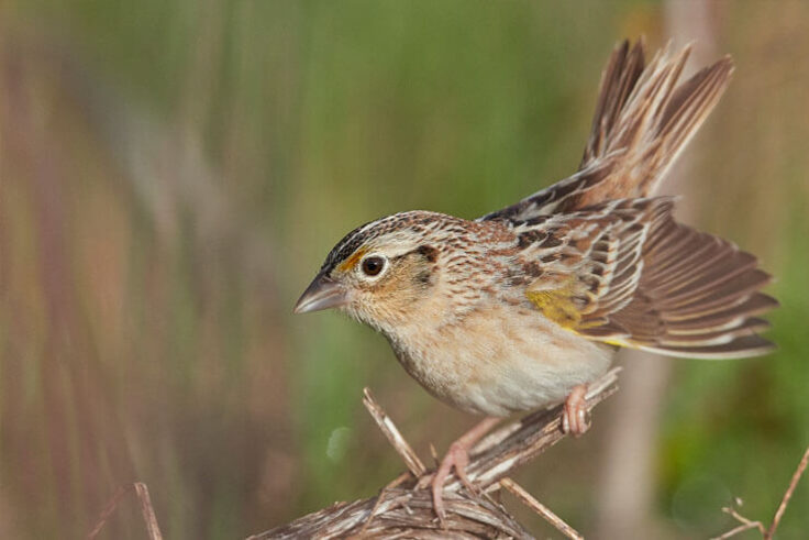 20 Sparrows in Kentucky (With Pictures) - Avibirds.com