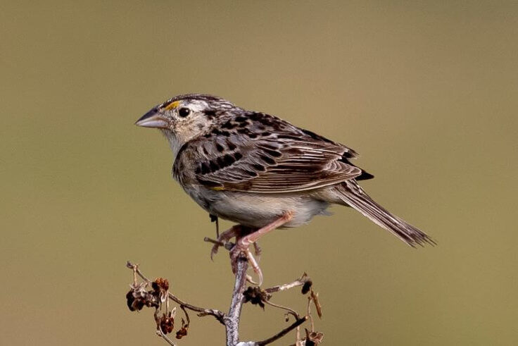 21 Sparrows in Wisconsin (With Pictures) - Avibirds.com