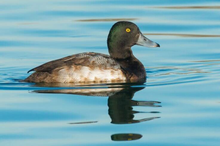 24 Ducks in Wisconsin (With Pictures) - Avibirds.com
