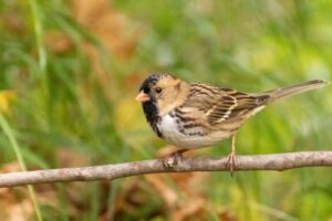 21 Sparrows in Wisconsin (With Pictures) - Avibirds.com
