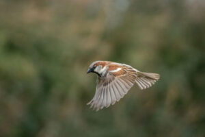 20 Sparrows in Kentucky (With Pictures) - Avibirds.com