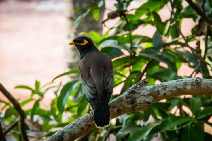 The Small Birds of India (With Pictures) - Avibirds.com