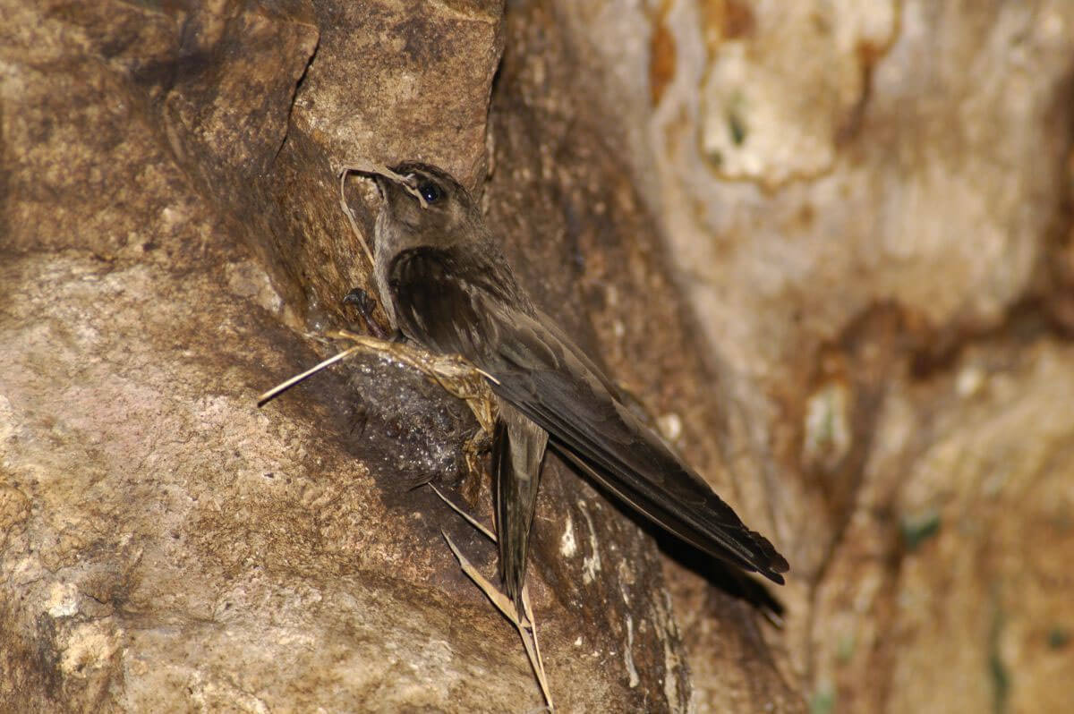 The Small Birds of India (With Pictures) - Avibirds.com
