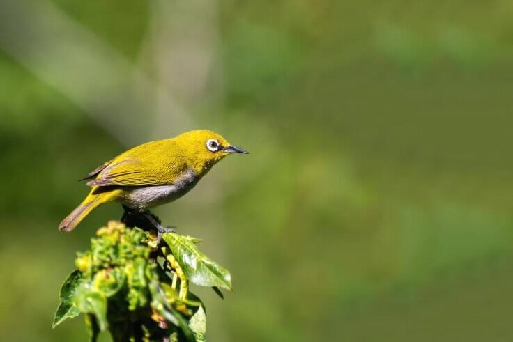 The Small Birds of India (With Pictures) - Avibirds.com