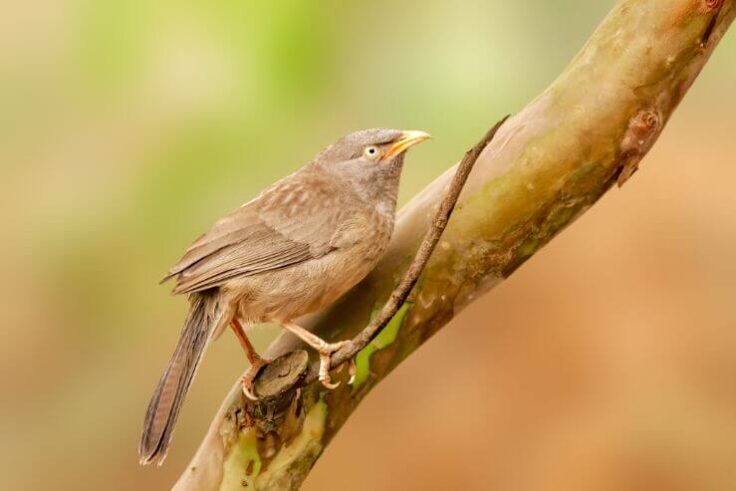 The Small Birds of India (With Pictures) - Avibirds.com