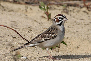 20 Sparrows in Kentucky (With Pictures) - Avibirds.com