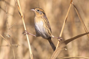 20 Sparrows in Kentucky (With Pictures) - Avibirds.com