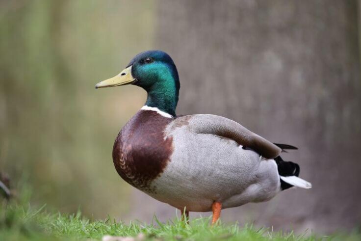 24 Ducks in Wisconsin (With Pictures) - Avibirds.com