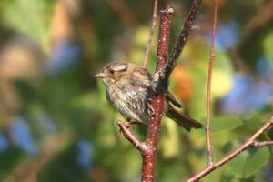 20 Sparrows in Kentucky (With Pictures) - Avibirds.com