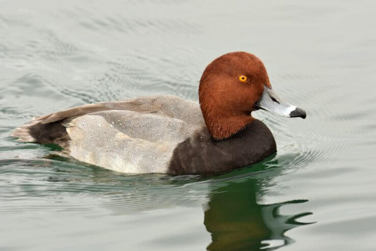 24 Ducks in Wisconsin (With Pictures) - Avibirds.com
