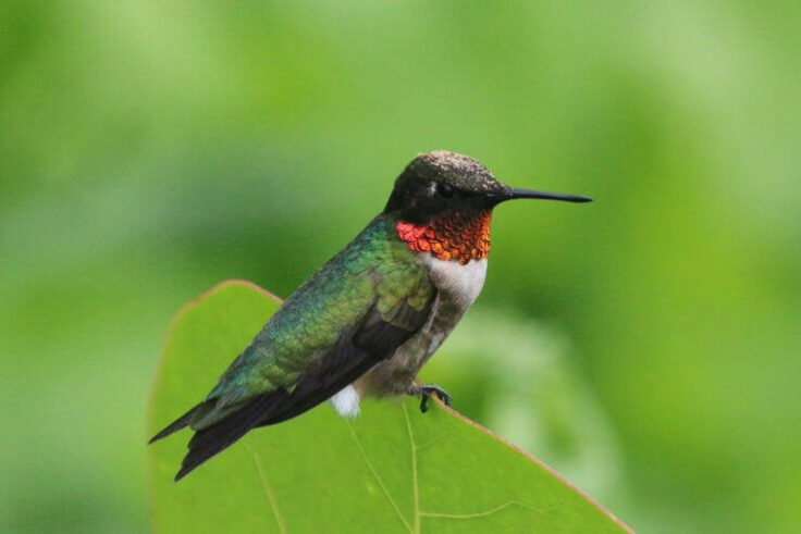 5 Hummingbirds in Montana (With Pictures) - Avibirds.com