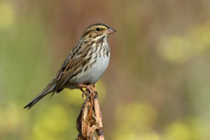 21 Sparrows in Wisconsin (With Pictures) - Avibirds.com