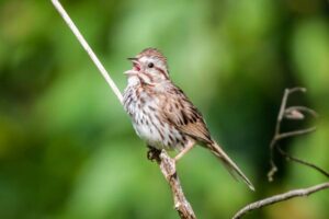 20 Sparrows in Kentucky (With Pictures) - Avibirds.com