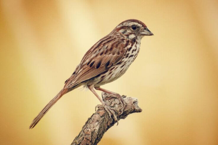 21 Sparrows in Wisconsin (With Pictures) - Avibirds.com