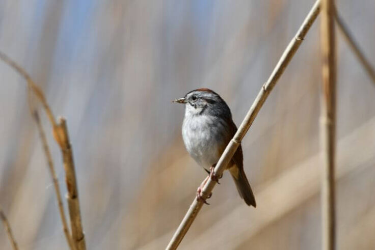 20 Sparrows in Kentucky (With Pictures) - Avibirds.com