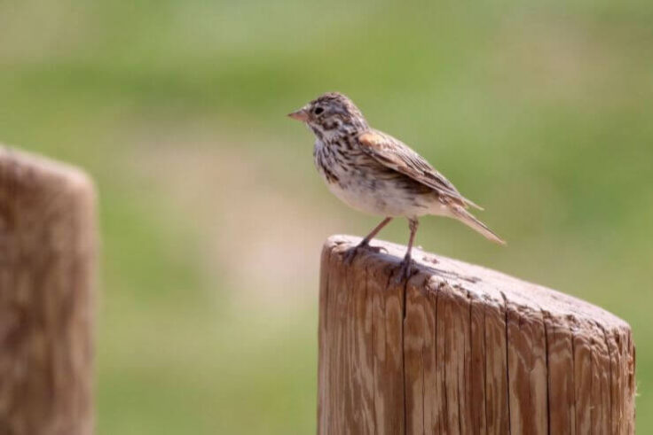 20 Sparrows in Kentucky (With Pictures) - Avibirds.com
