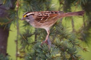 20 Sparrows in Kentucky (With Pictures) - Avibirds.com