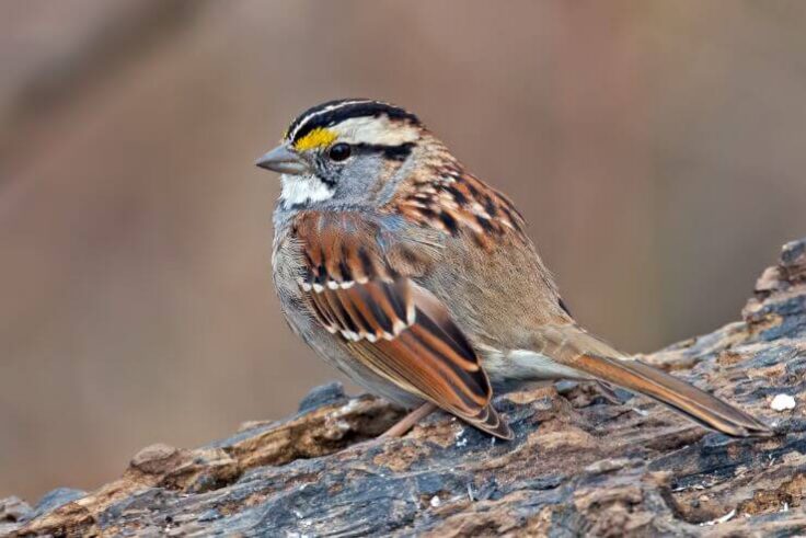 21 Sparrows in Wisconsin (With Pictures) - Avibirds.com