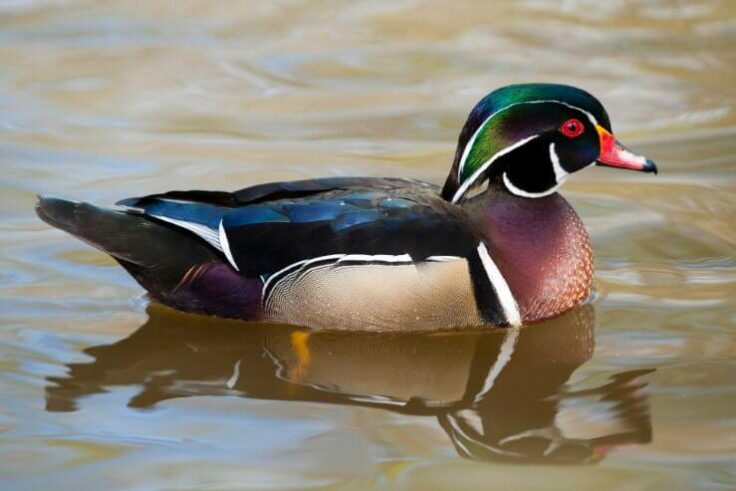 24 Ducks in Wisconsin (With Pictures) - Avibirds.com
