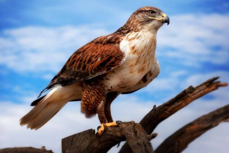 9 Hawks in Montana (With Pictures) - Avibirds.com