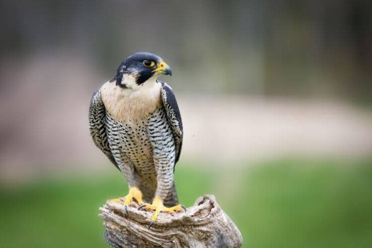 Falcons in Tennessee (With Pictures) - AviBirds