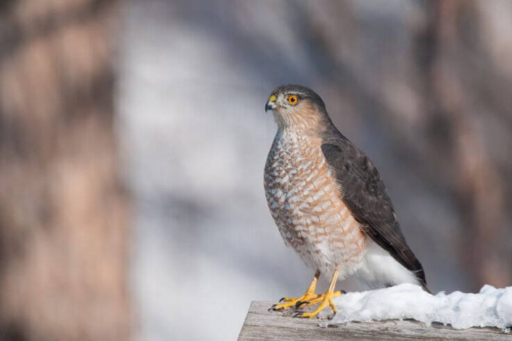 10 Hawks in Mississippi (With Pictures) - AviBirds