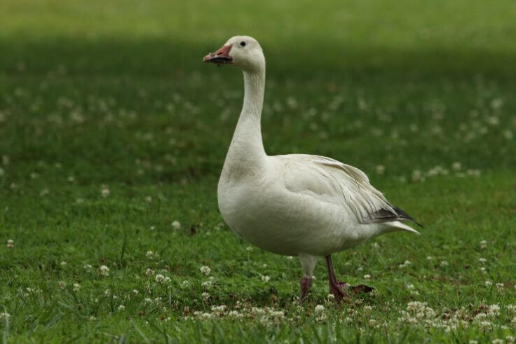 Geese in Ohio (With Pictures) - AviBirds