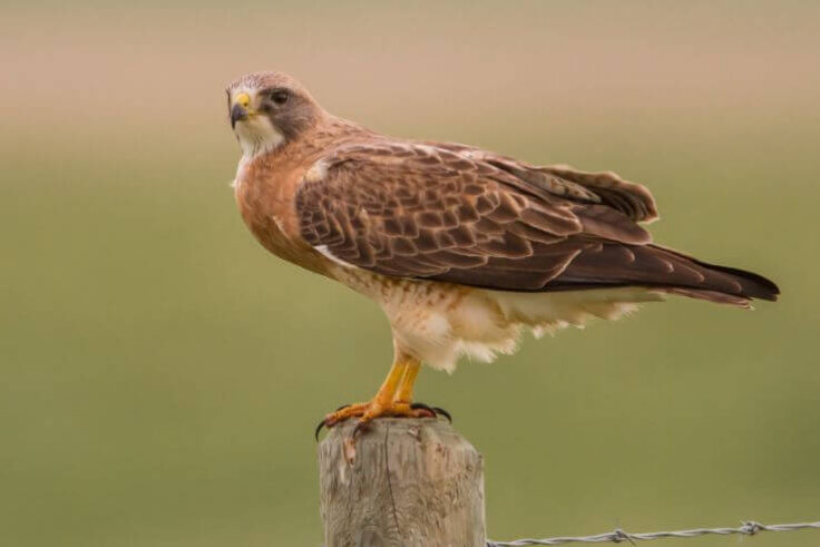 9 Hawks in Montana (With Pictures) - Avibirds.com