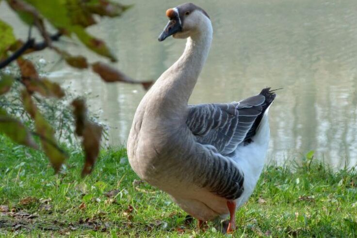 Geese in Ohio (With Pictures) - AviBirds