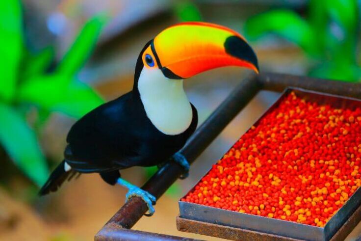 What Do Toucans Eat? - Avibirds.com