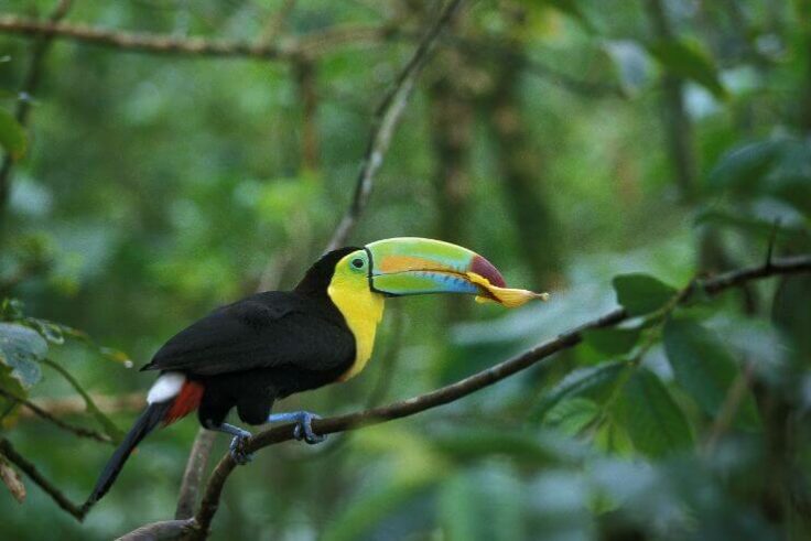 What Do Toucans Eat? - Avibirds.com