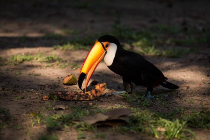 What Do Toucans Eat? - AviBirds