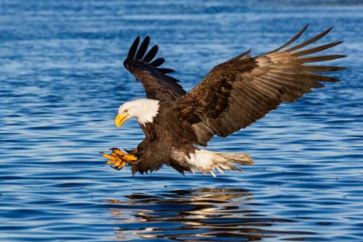 Eagles in Arizona (With Pictures) - Avibirds.com