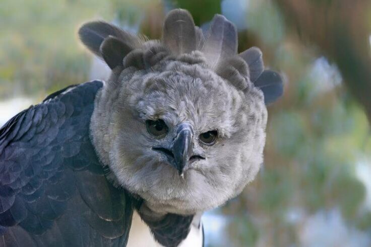 Birds with Crowns (Crests) - A Majestic Display of Feathers - Avibirds.com