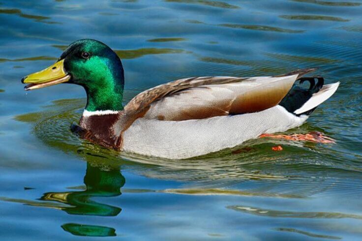 22 Ducks in Illinois (With Pictures) - Avibirds.com