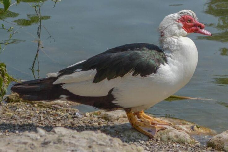 22 Ducks in Illinois (With Pictures) - Avibirds.com