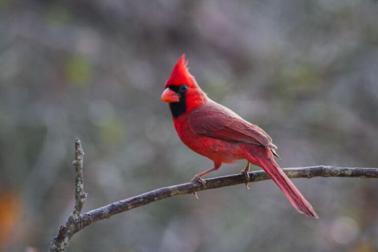 Birds with Crowns (Crests) - A Majestic Display of Feathers - AviBirds